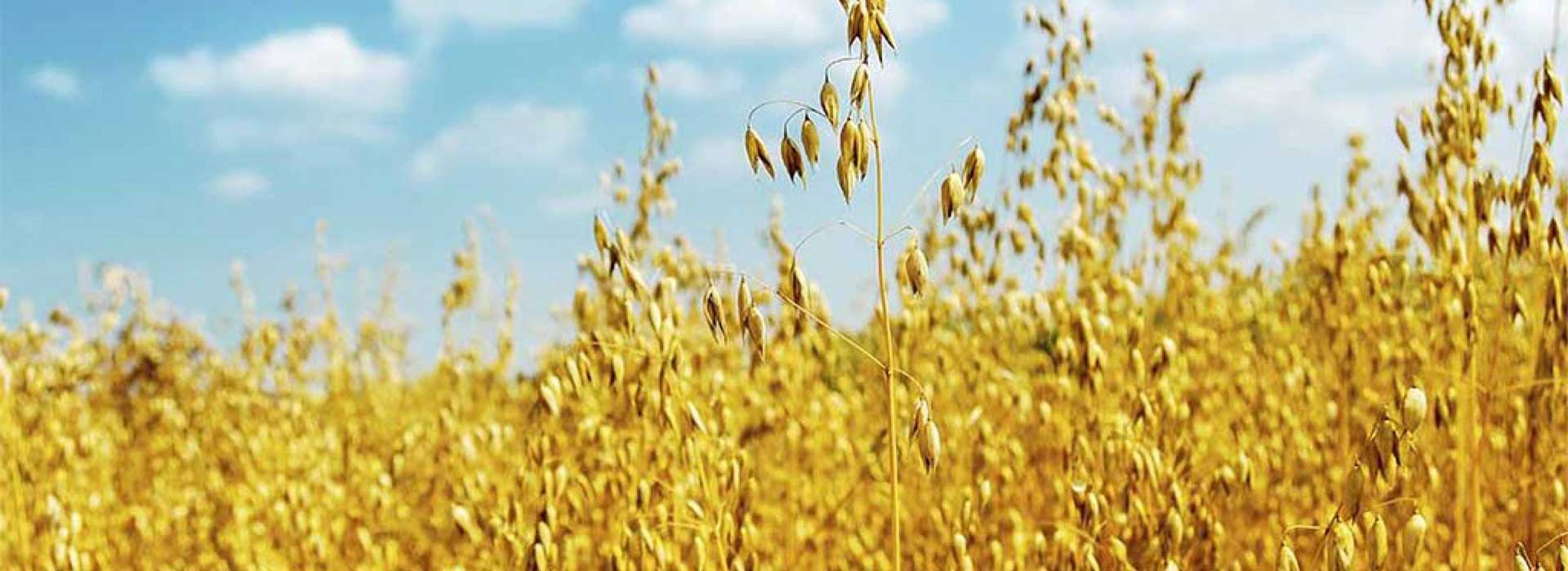 Farm | Cornhill Farm