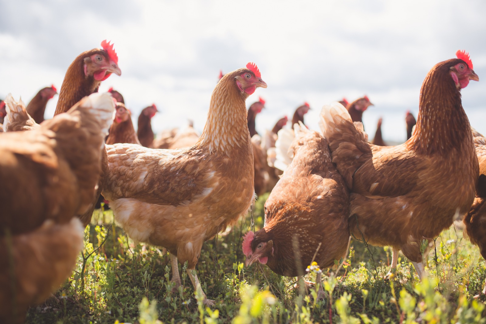 Hen Rehoming | Cornhill Farm