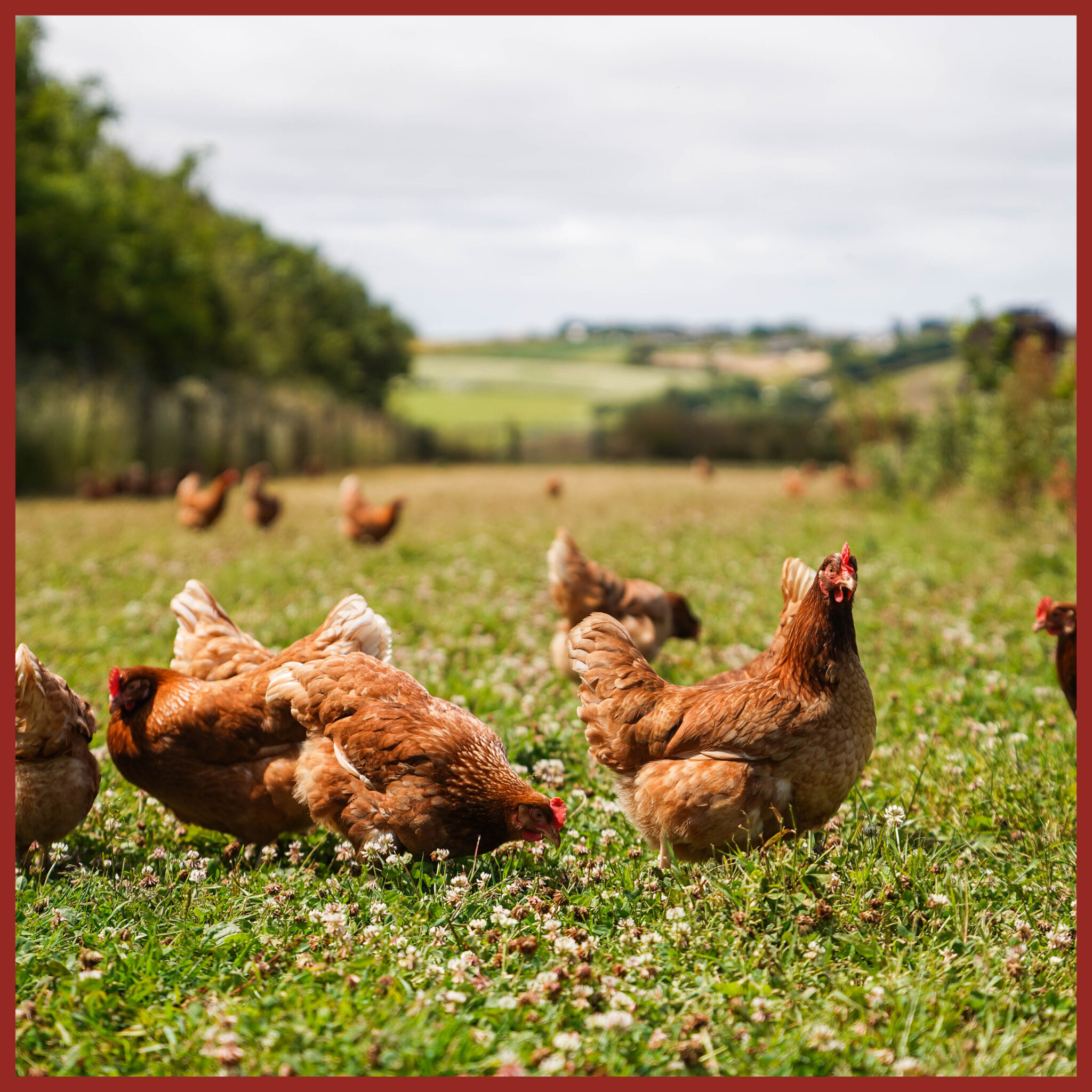 Hen Rehoming | Cornhill Farm